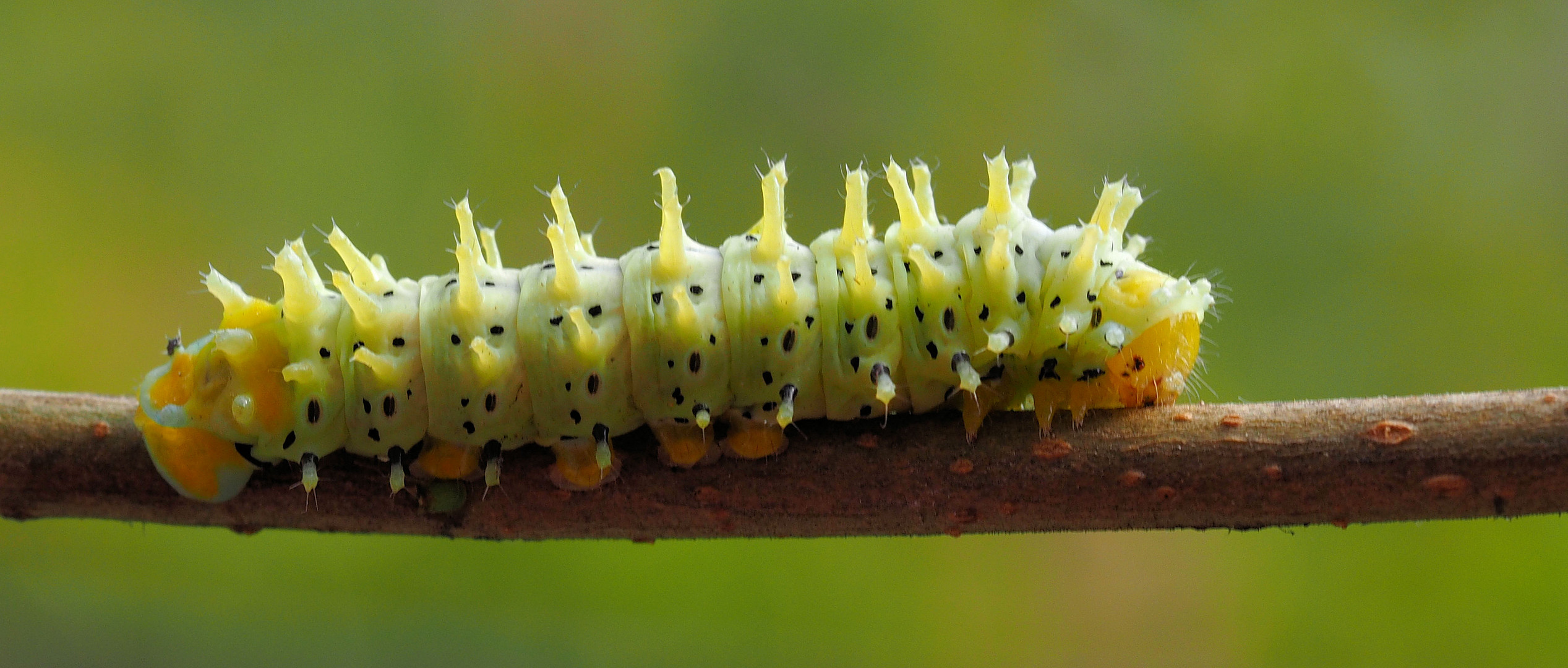 Samia ricini Foto & Bild | fotos, natur, tiere Bilder auf fotocommunity