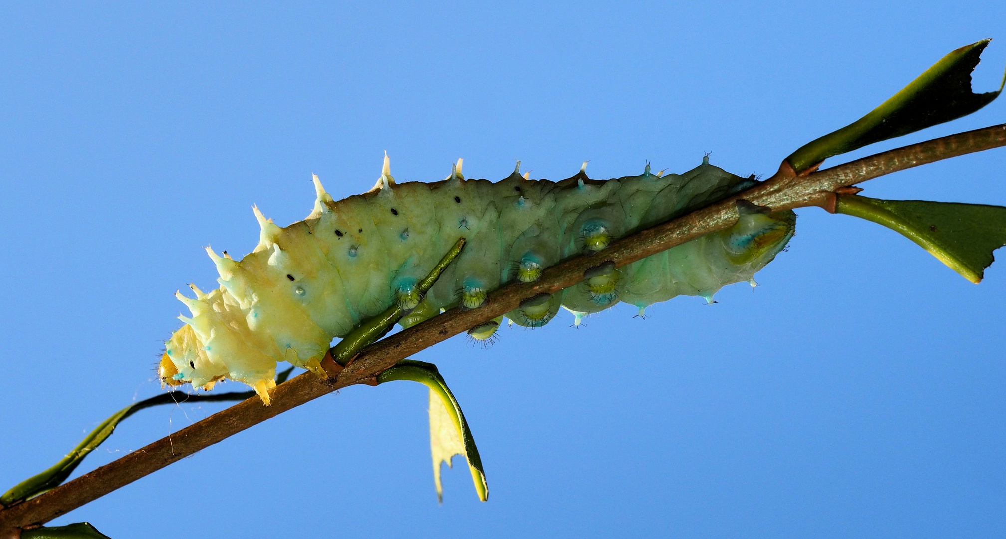 Samia ricini .... Foto & Bild | insekten, tiere, haustiere Bilder auf ...