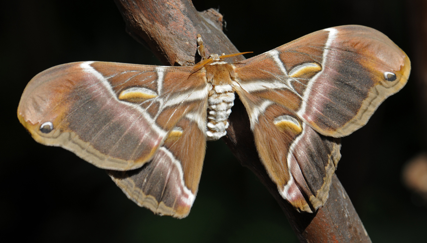 Samia Ricini Foto & Bild | tiere, zoo, wildpark & falknerei, insekten ...