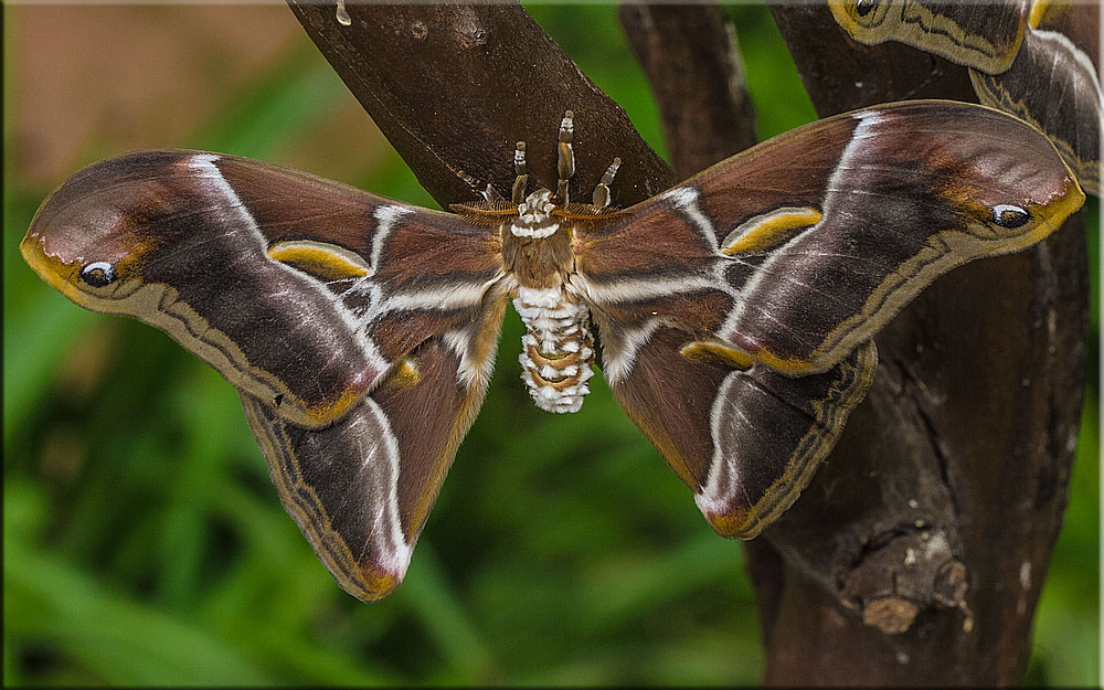 SAMIA RICINI Foto & Bild | tiere, zoo, wildpark & falknerei, insekten ...
