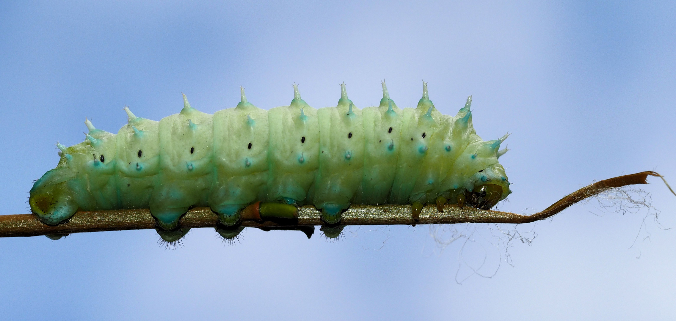 Samia ricini erwachsene Raupe.... Foto & Bild | natur, insekten, tiere ...