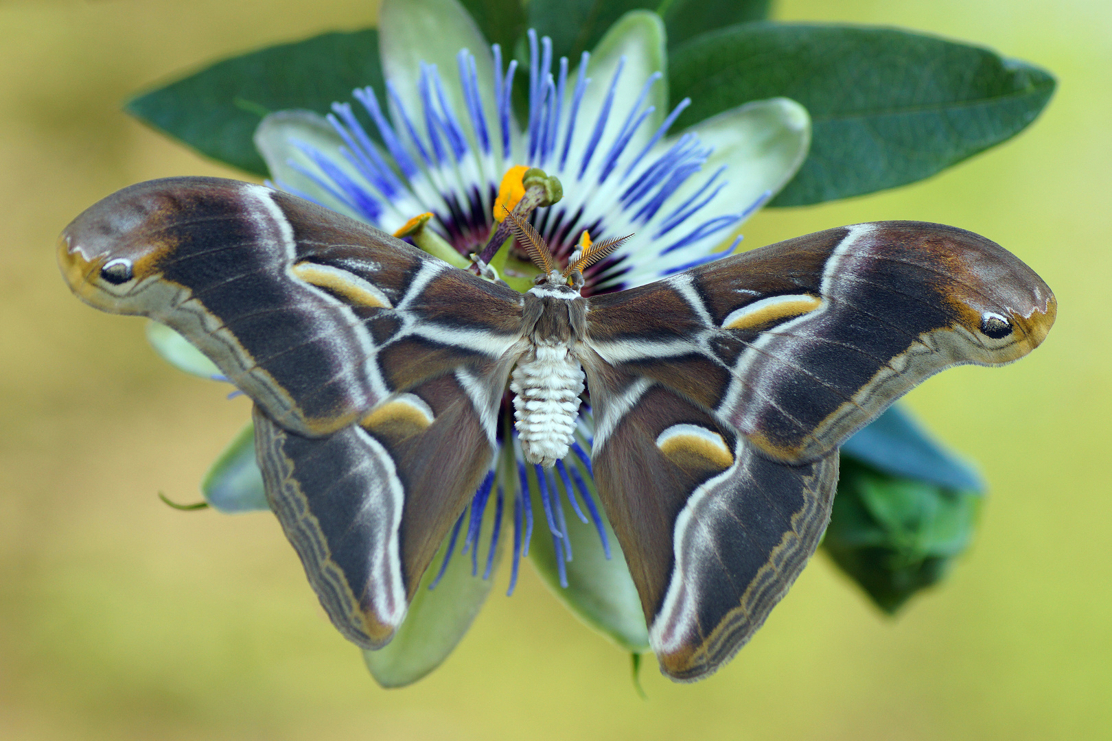Samia ricini (Götterbaumspinner) Foto & Bild | makro, natur ...