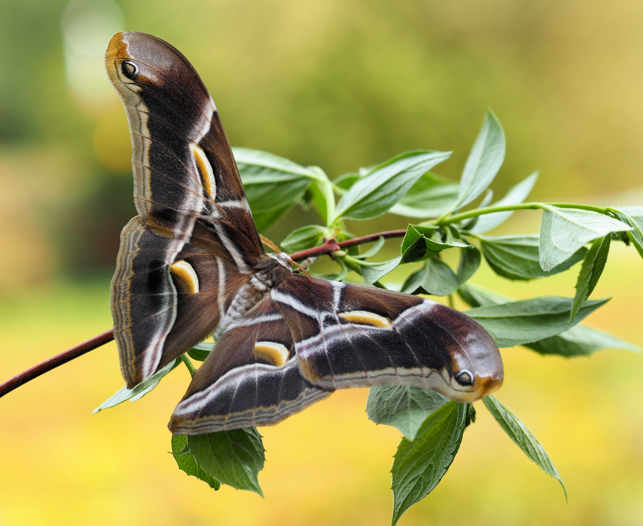 Samia ricini ist auch geschlüpft... Foto & Bild | natur, nachtfalter ...