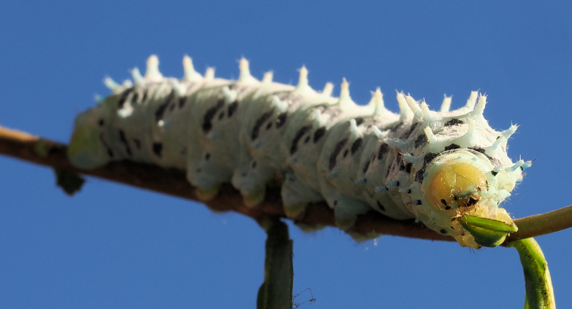 Samia ricini Raupe … Foto & Bild | fotos, natur, tiere Bilder auf ...