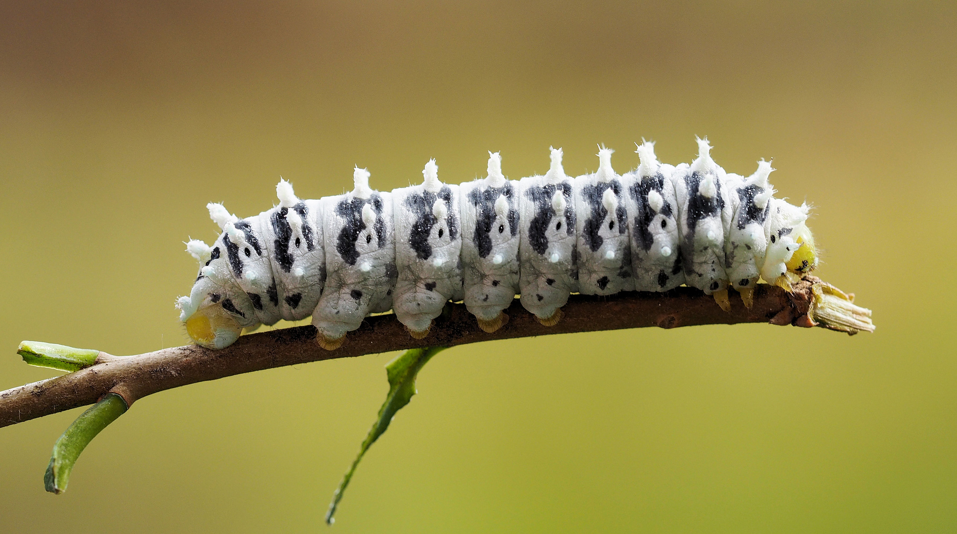 Samia ricini Raupe Foto & Bild | fotos, makro, natur Bilder auf ...