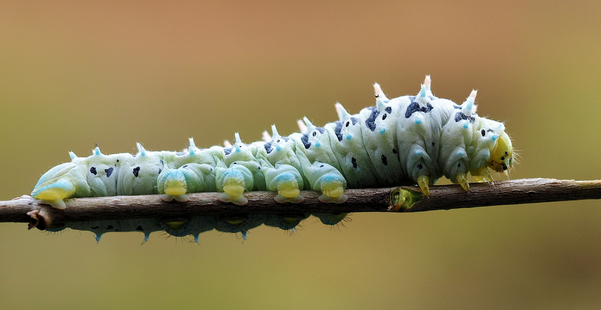 Samia ricini Raupe Foto & Bild | fotos, makro, natur Bilder auf ...