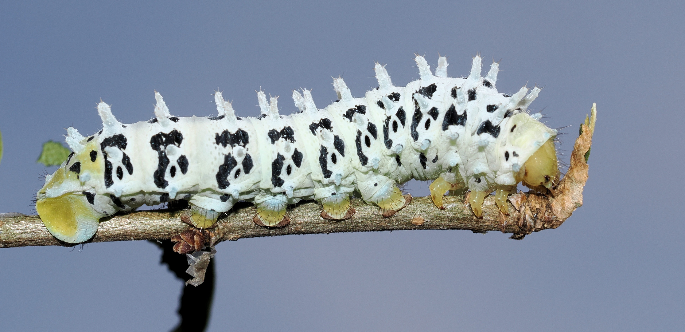 Samia ricini Raupe … Foto & Bild | fotos, natur, insekt Bilder auf ...