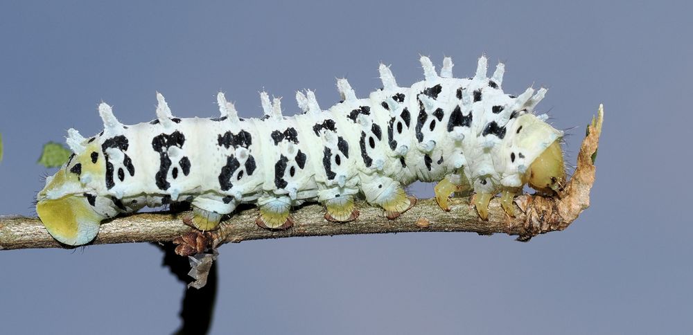 Samia ricini Raupe … Foto & Bild | fotos, natur, insekt Bilder auf ...