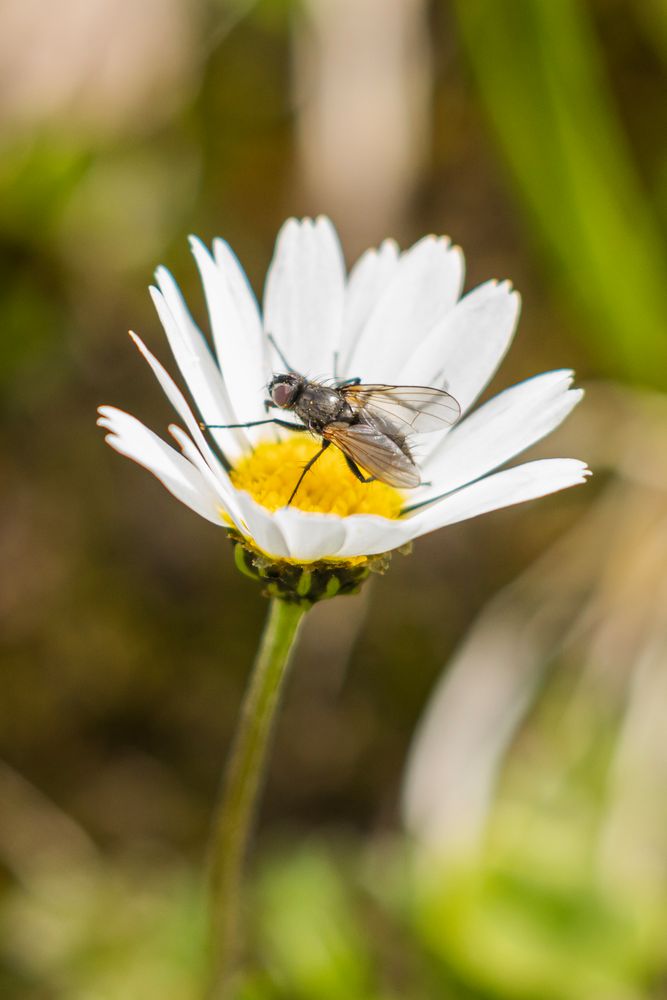 Sammeln Fliegen auch Pollen ? Foto & Bild | tiere, wildlife, wildlife ...