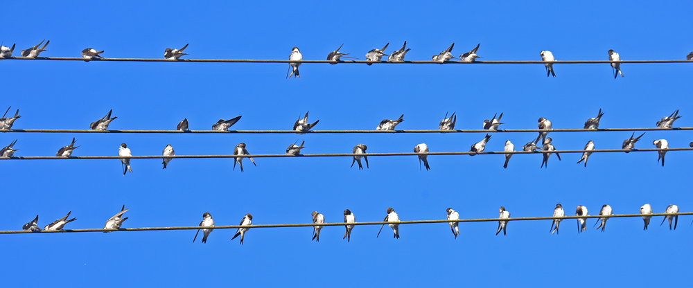Sammeln für den Flug nach Süden Foto & Bild | jahreszeiten, herbst ...