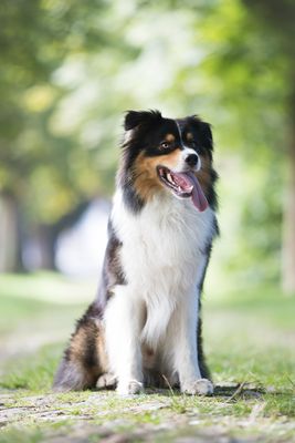 Hunde, Hundebilder, Hundefotos