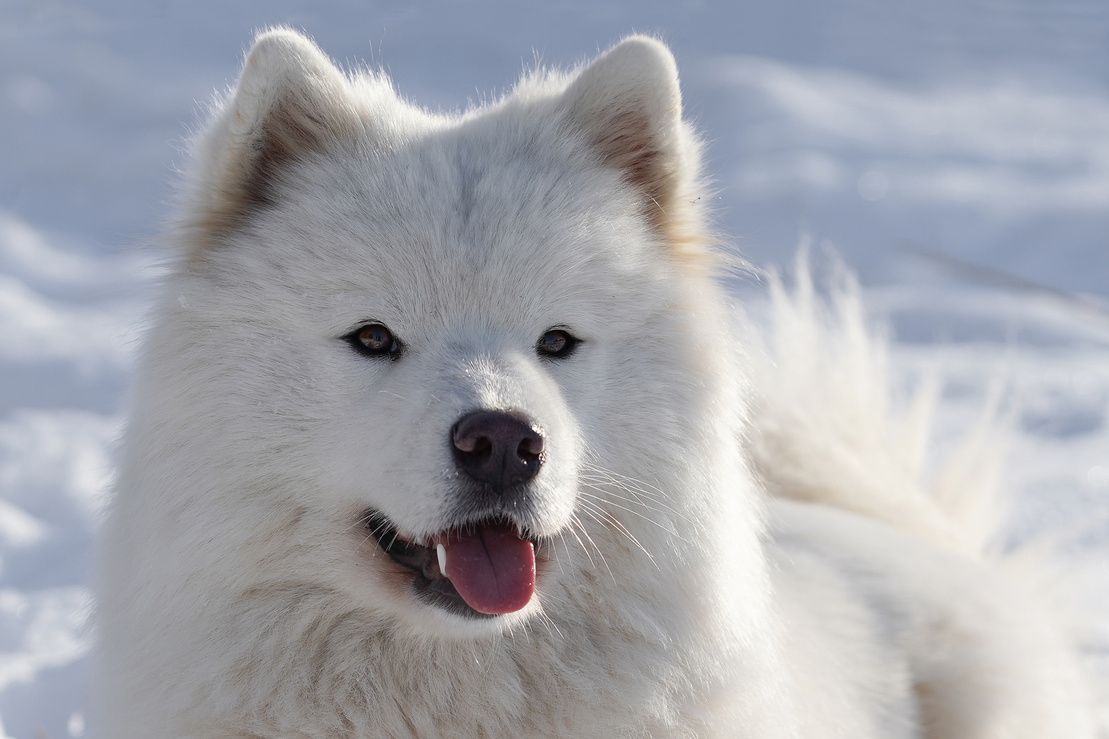 Samojede Foto & Bild | tiere, haustiere, hunde Bilder auf fotocommunity