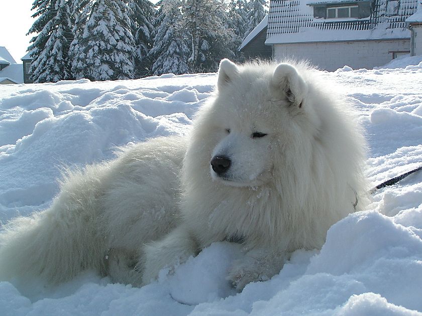 Samojede Foto & Bild | sport, sport mit tieren, hundesport Bilder auf ...