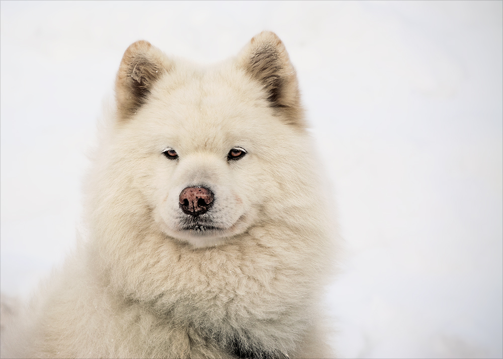 Samojede Foto & Bild | sport, sport mit tieren, hundesport Bilder auf ...