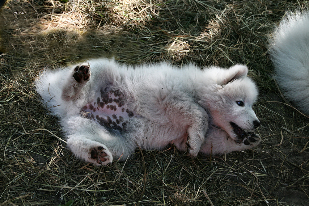 Samojede-Baby Foto & Bild | tiere, haustiere, hunde Bilder auf ...