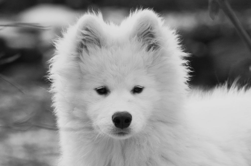 Samojede Welpe 5 Monate alt Foto & Bild | tiere, tierkinder, natur ...