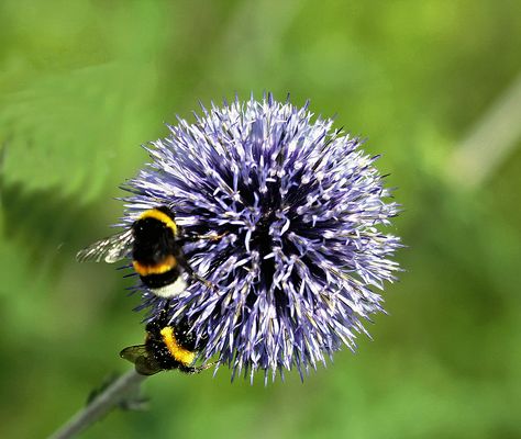 Disteln & Karden Bilder & Fotos