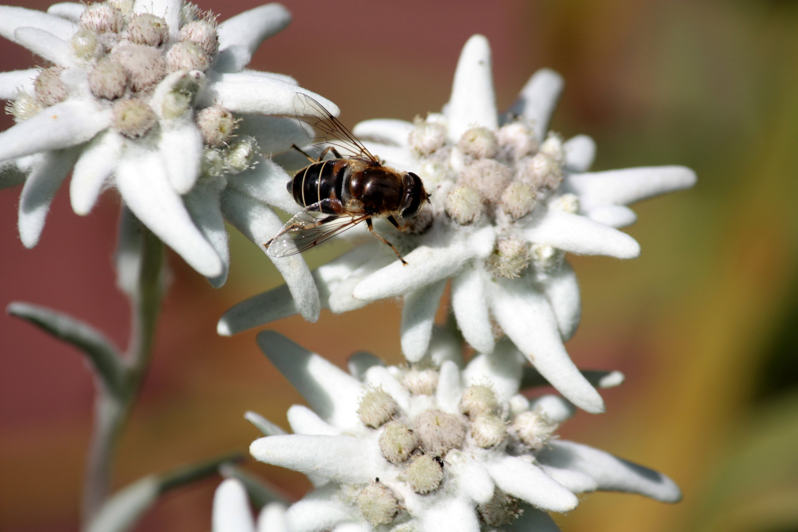 Samstags nascht das Bienchen am Edelweiß Foto & Bild | spezial, sommer ...
