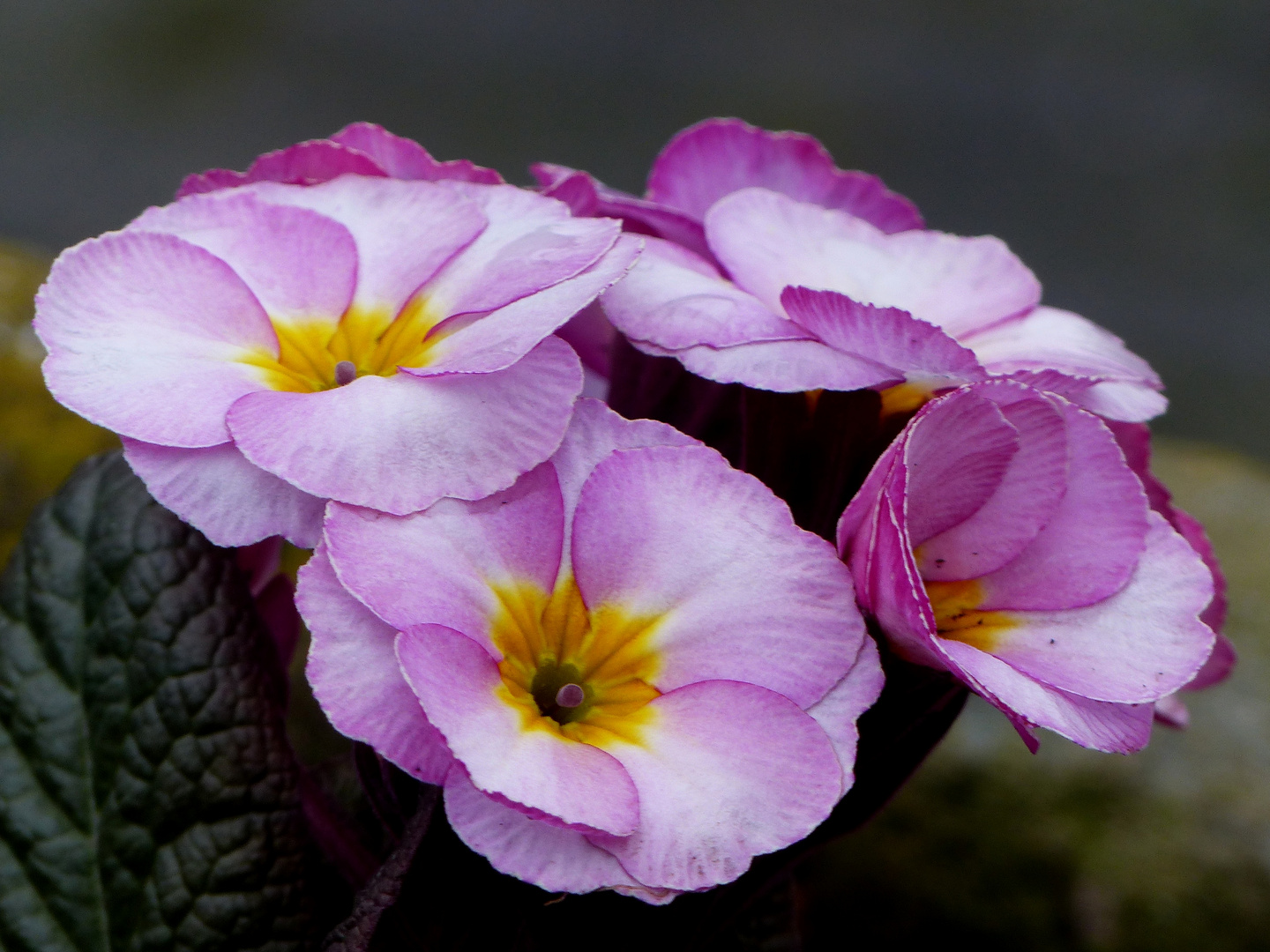 - Samstags Primel - Foto & Bild | pflanzen, pilze & flechten, blüten ...