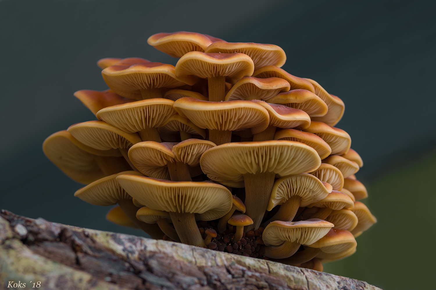 Samtfußrüblinge (Flammulina velutipes) Foto & Bild | makro, natur ...