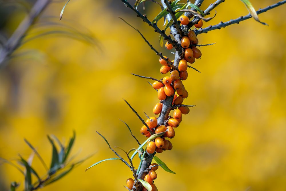 Sanddorn Foto & Bild | spezial, makro, licht Bilder auf fotocommunity