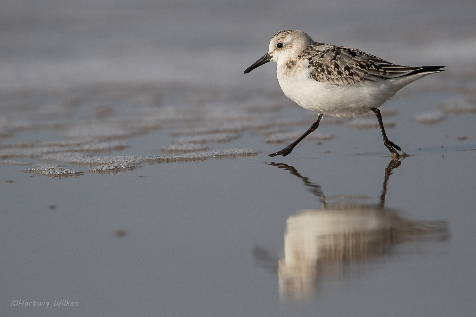 Sanderling 1 Foto & Bild | tiere, wildlife, wild lebende vögel Bilder ...