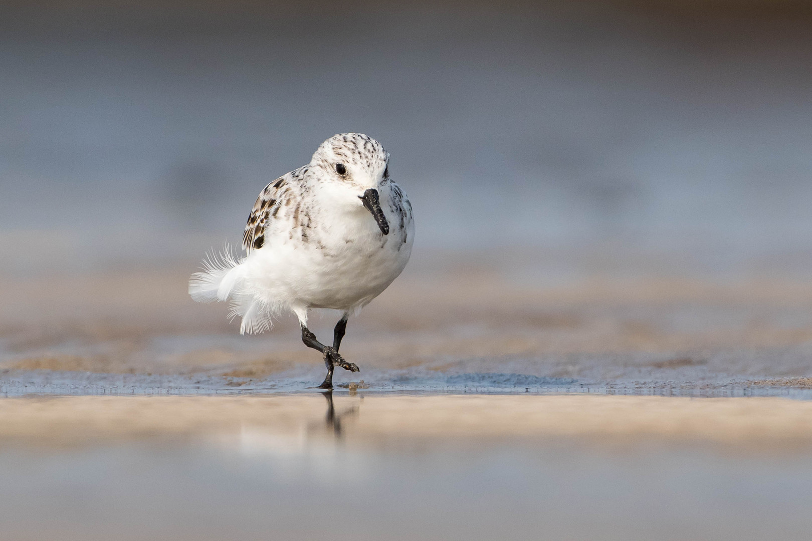 Sanderling Foto & Bild | tiere, wildlife, wild lebende vögel Bilder auf ...