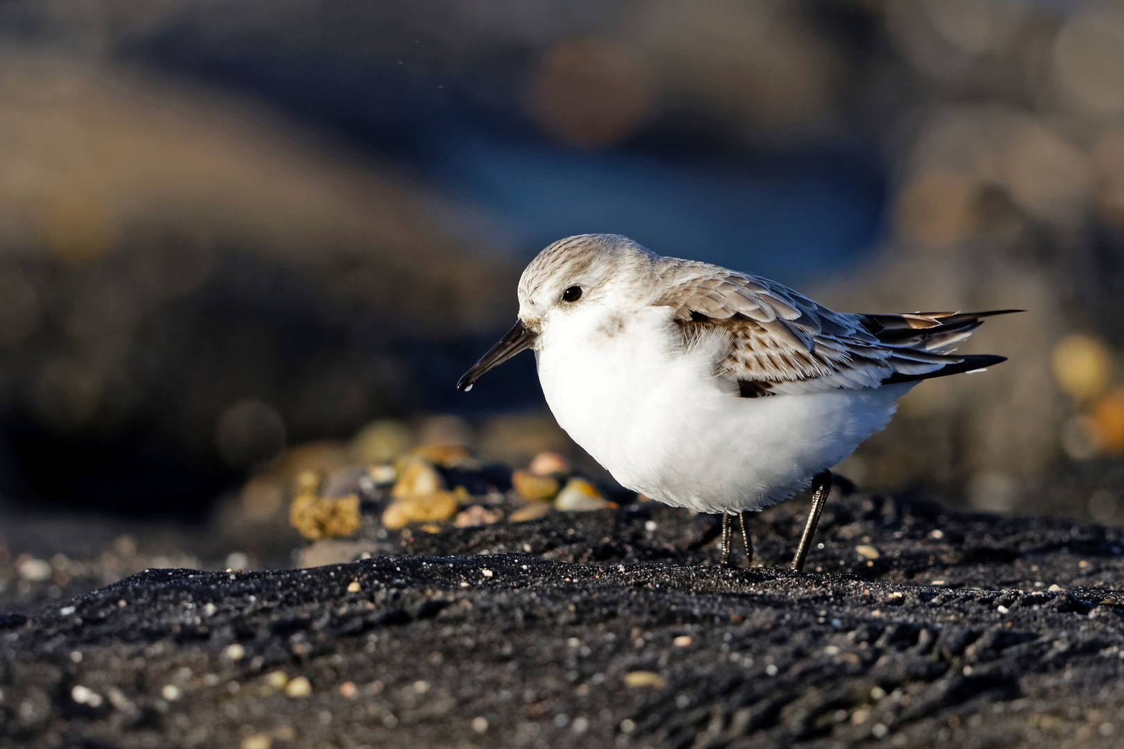 Sanderling Foto & Bild | natur, tiere, vögel Bilder auf fotocommunity