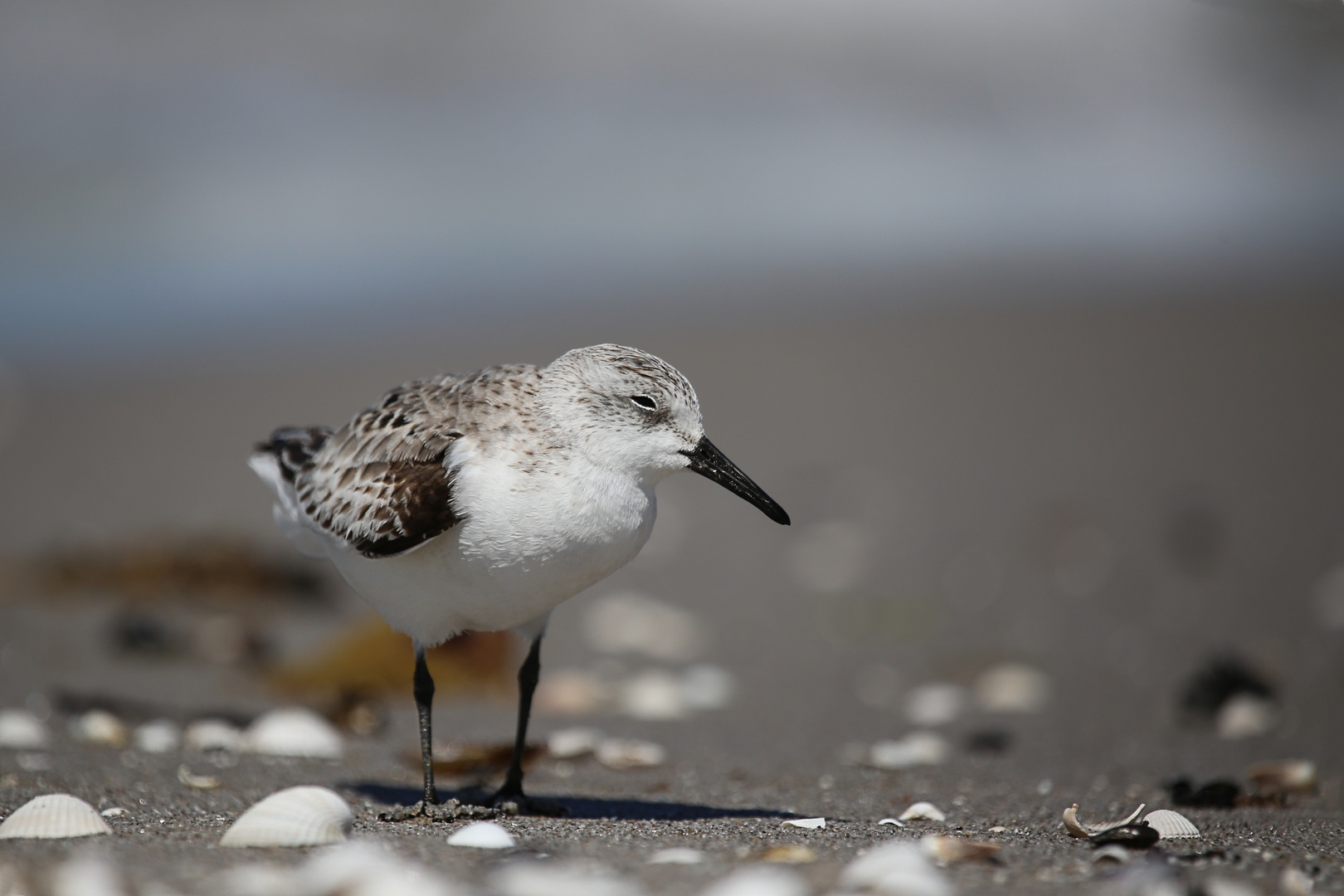 Sanderling Foto & Bild | natur, tiere, vögel Bilder auf fotocommunity