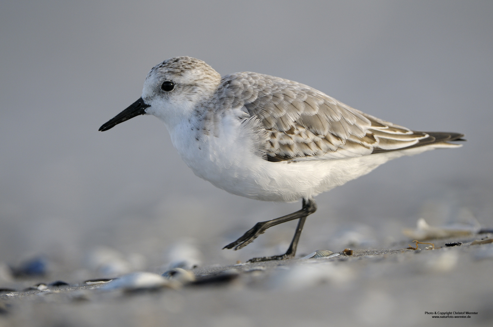 Sanderling Foto & Bild | oktober, ostsee, natur Bilder auf fotocommunity
