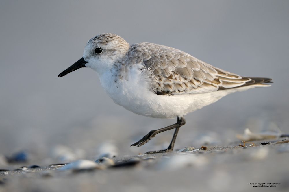 Sanderling Foto & Bild | oktober, ostsee, natur Bilder auf fotocommunity