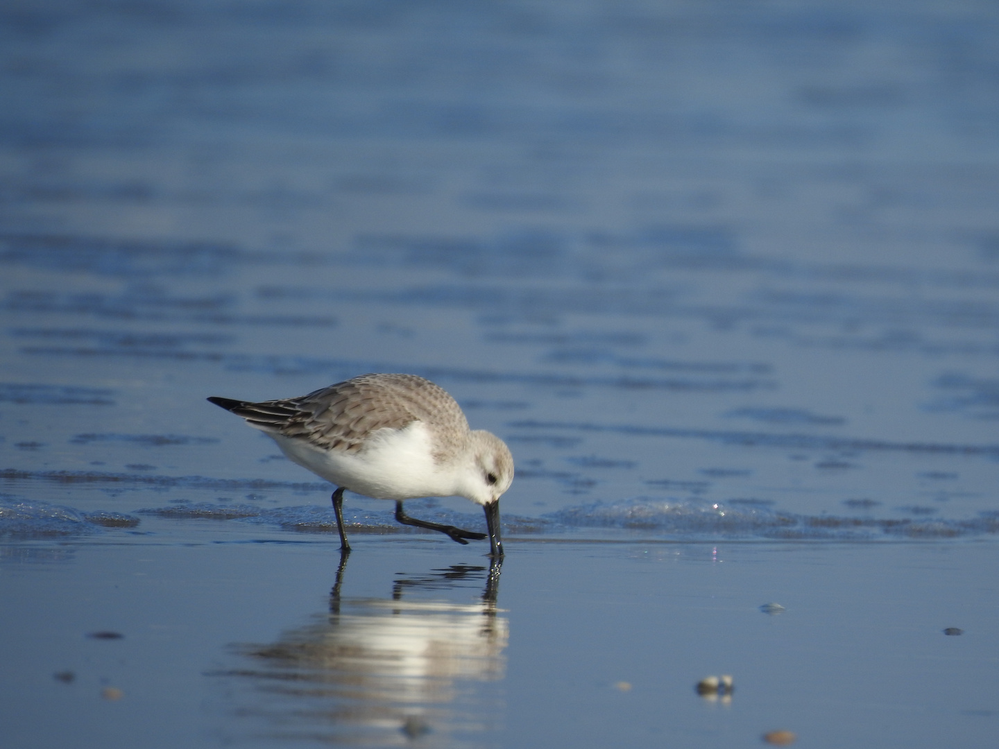 Sanderling Foto & Bild | tiere, zoo, wildpark & falknerei, vögel Bilder ...