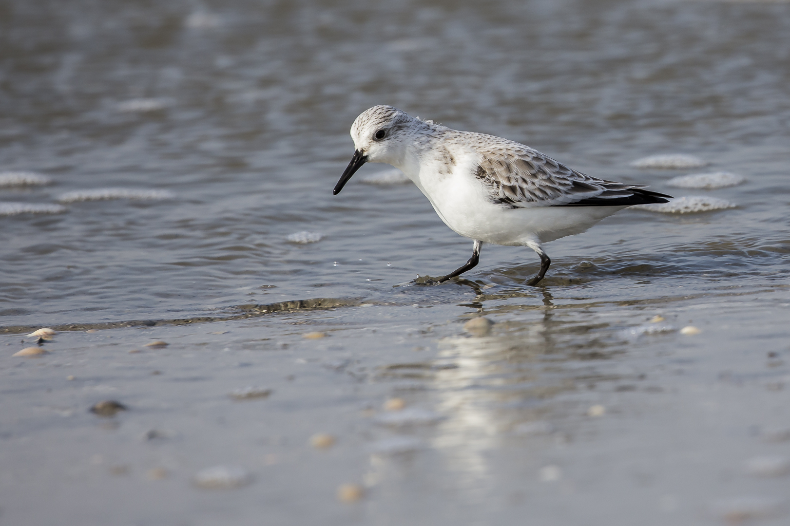 Sanderling Foto & Bild | natur, tiere, wildlife Bilder auf fotocommunity