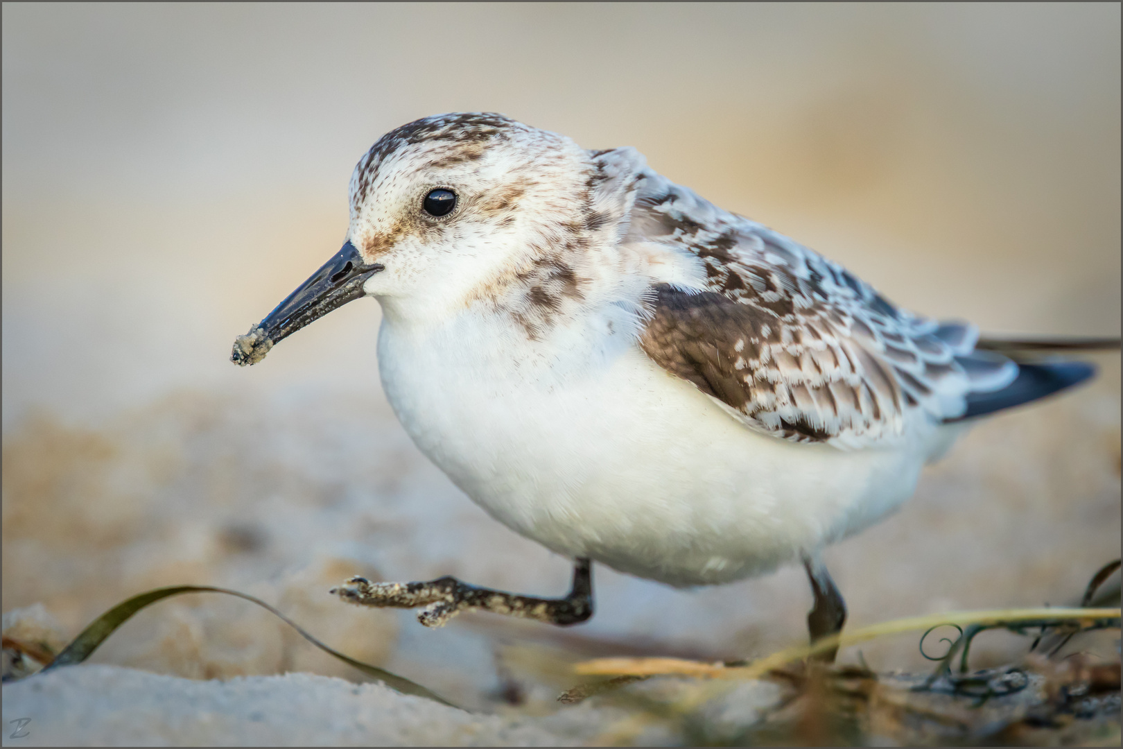 Sanderling so nah Foto & Bild | natur, tiere, vögel Bilder auf ...