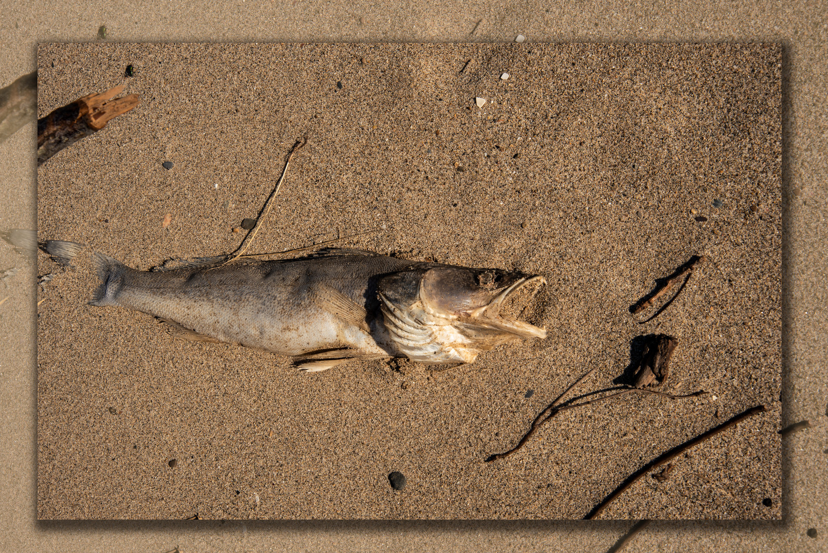 Sandfish Foto & Bild | art, france, world Bilder auf fotocommunity