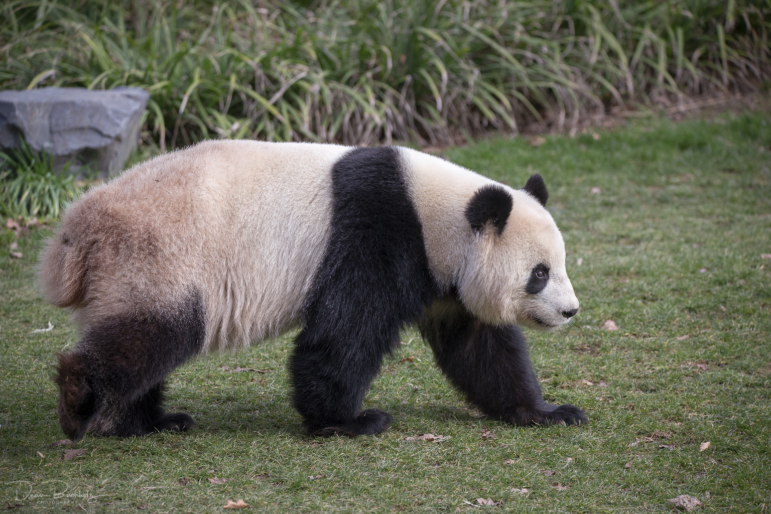 Sanftmütige Panda Weibchen Meng Meng Foto & Bild | tiere, zoo, wildpark ...