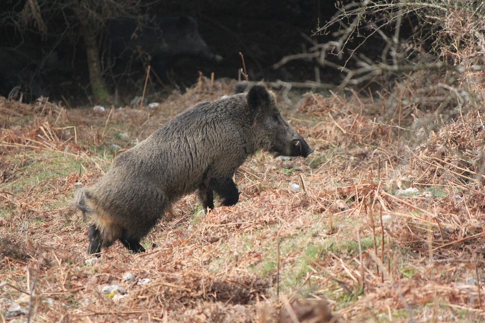 Sanglier mâle bien armé photo et image | animaux, animaux sauvages ...