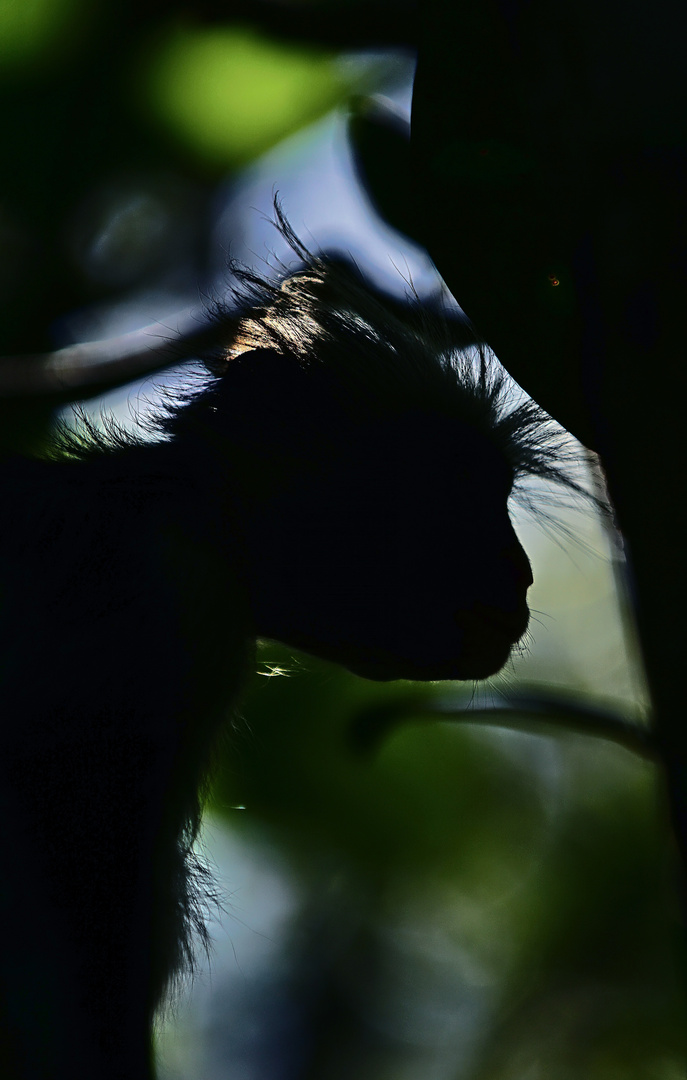 Sansibar-Stummelaffe Foto & Bild | africa, eastern africa, tiere Bilder ...