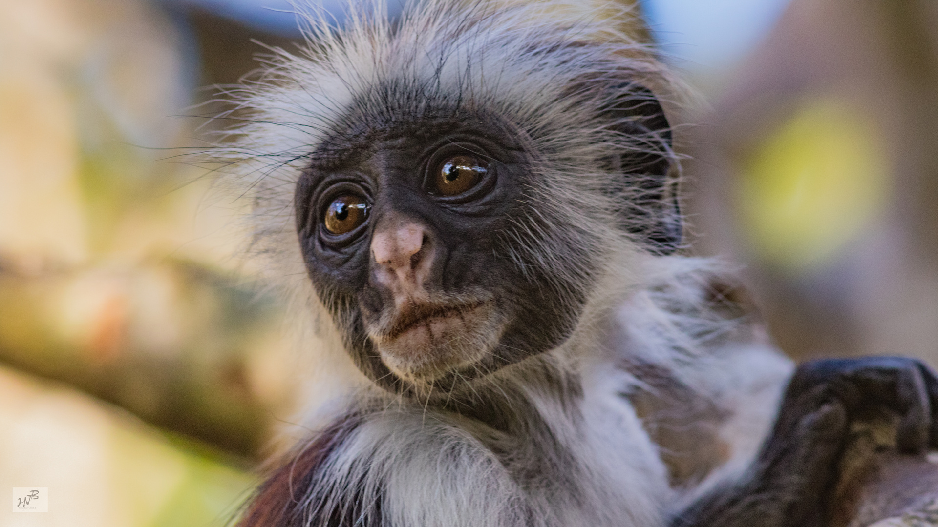 Sansibar Stummelaffe Foto & Bild | tiere, wildlife, säugetiere Bilder ...