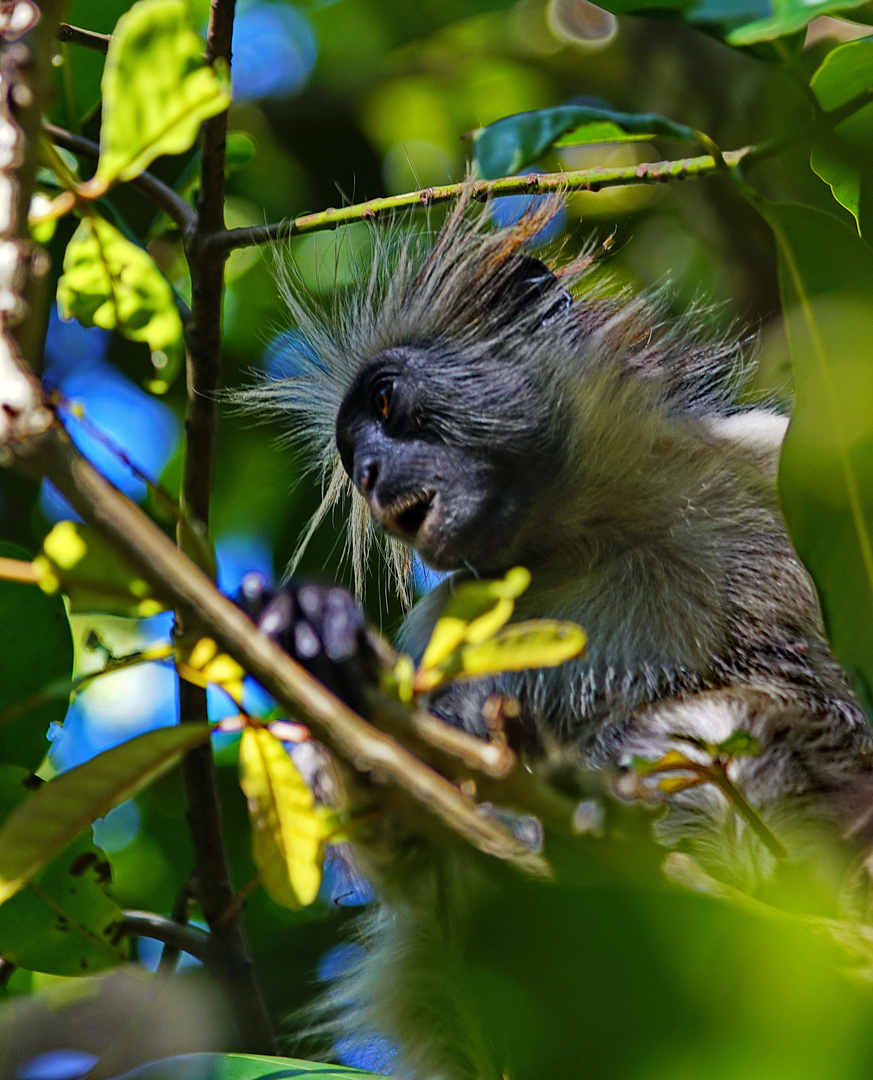 Sansibar-Stummelaffe Foto & Bild | world, natur, tiere Bilder auf ...