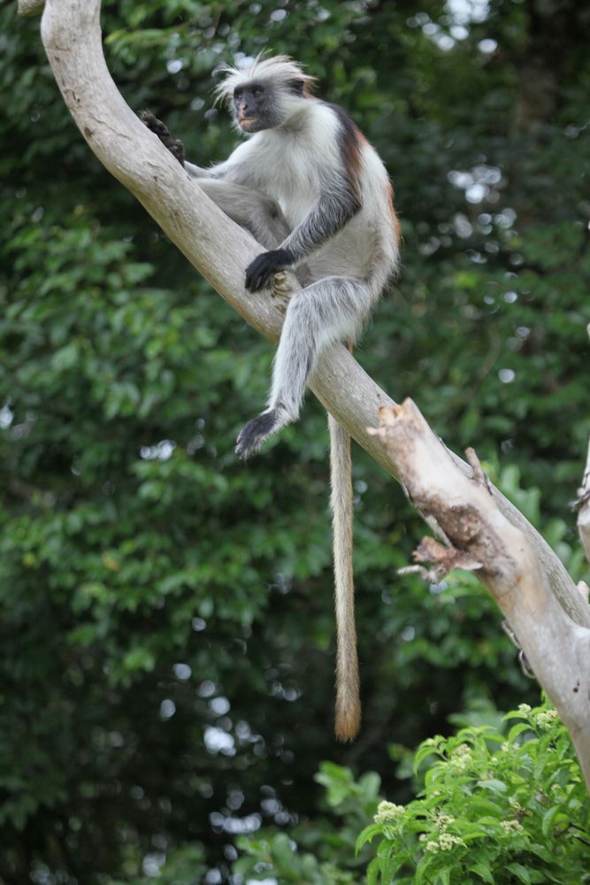 Sansibar-Stummelaffe_3 Foto & Bild | africa, eastern africa, tiere ...
