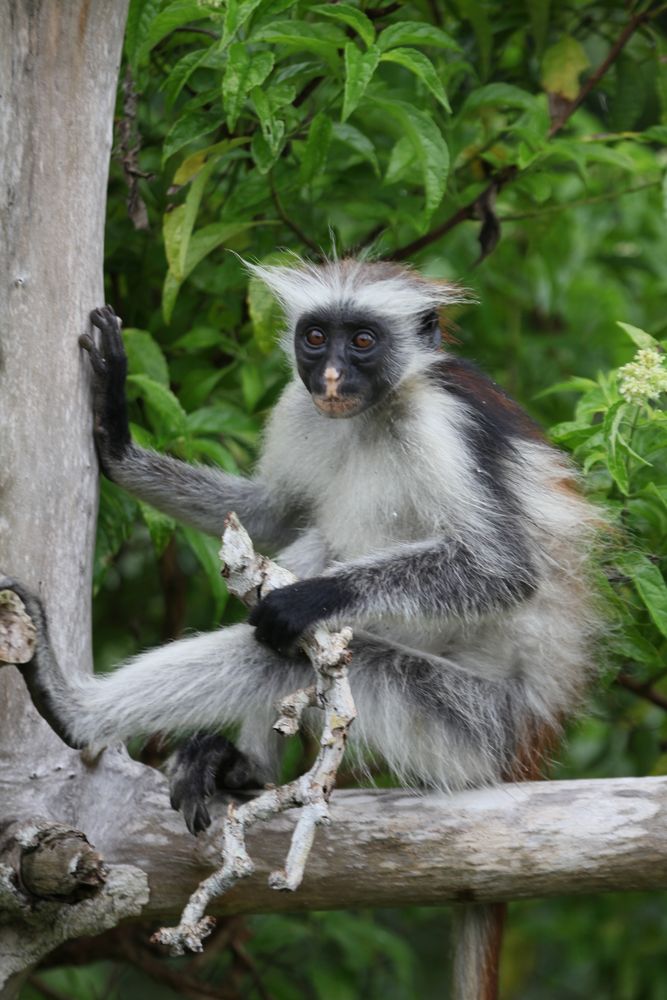 Sansibar-Stummelaffe_4 Foto & Bild | africa, eastern africa, tiere ...
