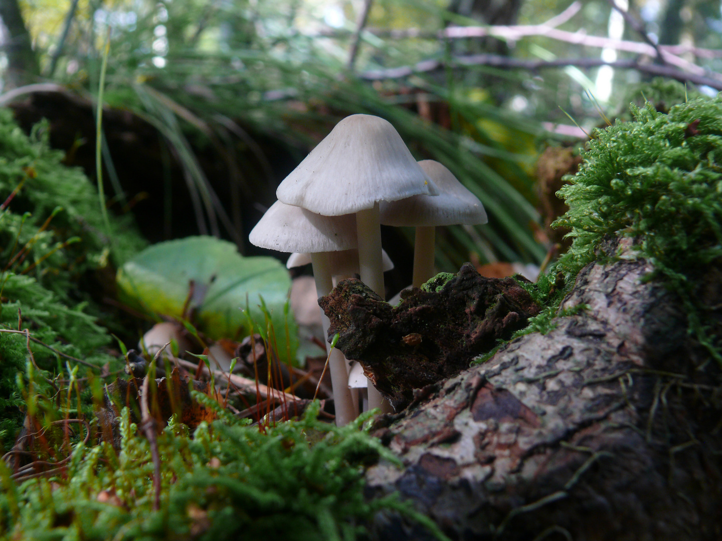 Saprophyten Foto & Bild | pflanzen, pilze & flechten, pilze & flechten ...