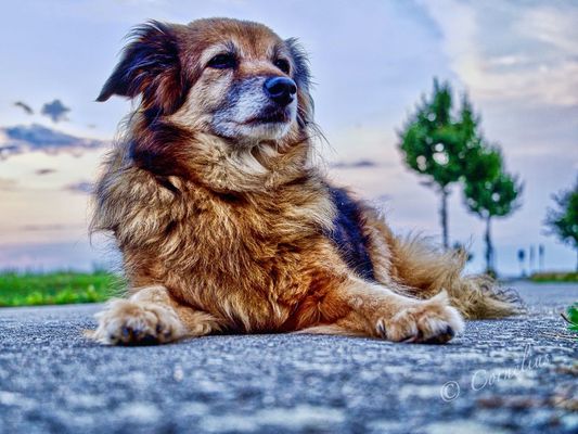 Hunde, Hundebilder, Hundefotos