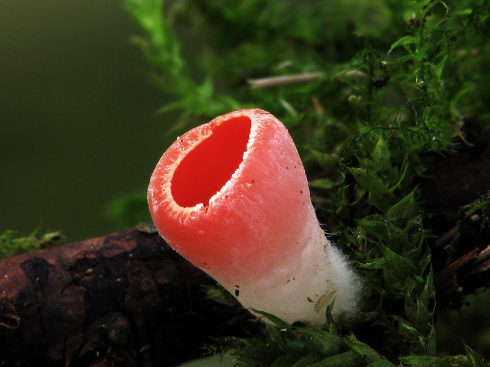 Sarcoscypha sp. Foto & Bild | pflanzen, pilze & flechten, pilze ...