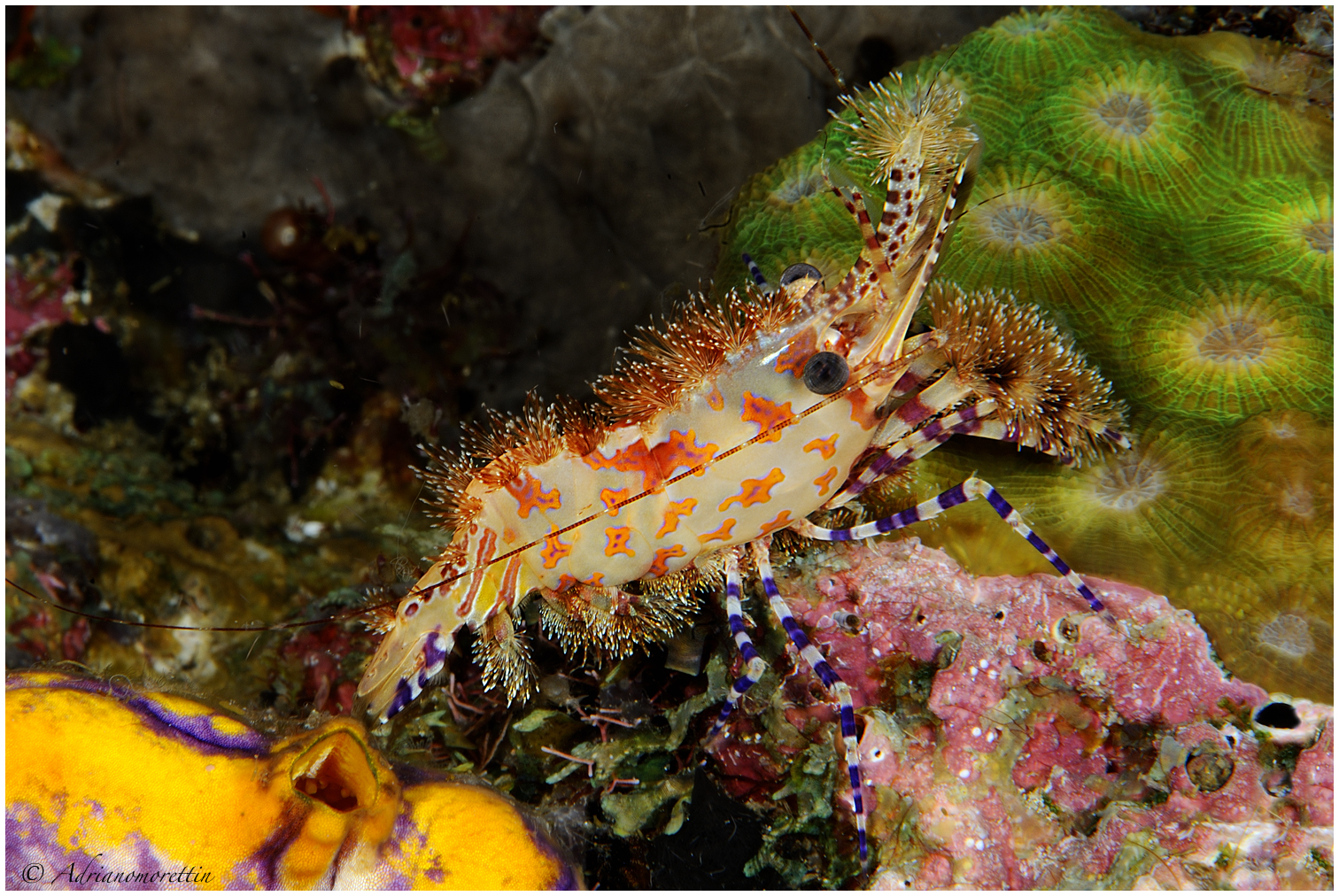 saron shrimp Foto % Immagini| macro e close up, altre macro, le mie ...
