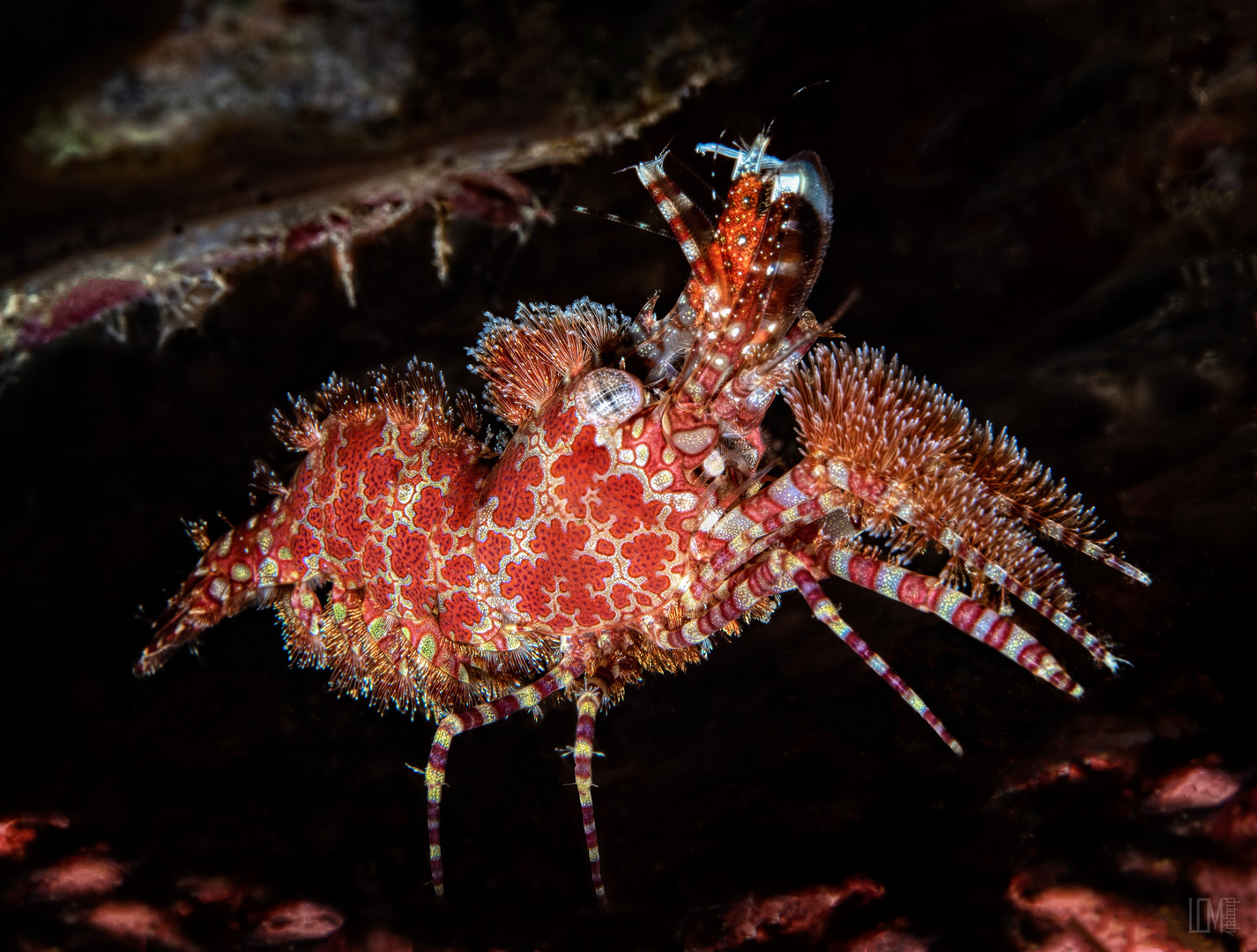 Saron Shrimp Foto & Bild | world, makro, sea Bilder auf fotocommunity