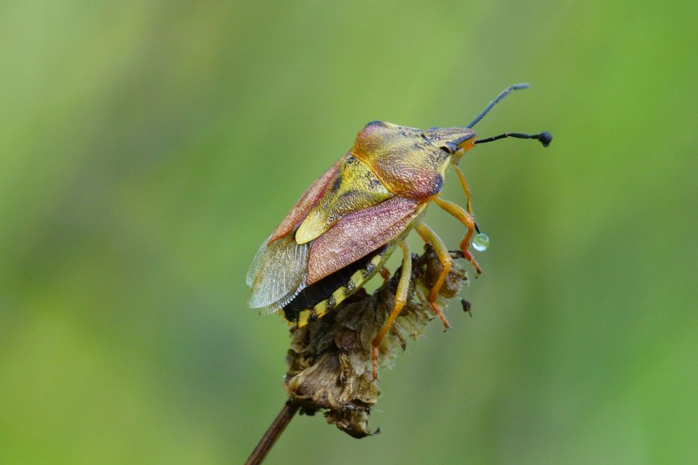 Satt Foto & Bild | wanze, baumwanze, bunte wanze Bilder auf fotocommunity