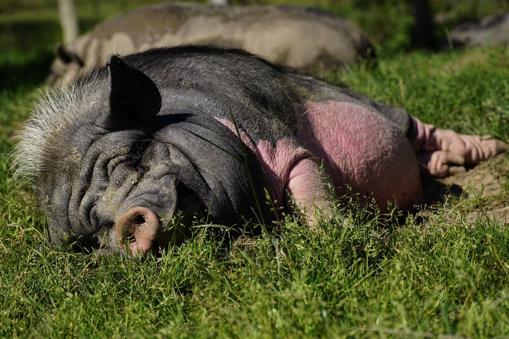 Saugemütlich Foto & Bild | tiere, zoo, wildpark & falknerei, säugetiere ...