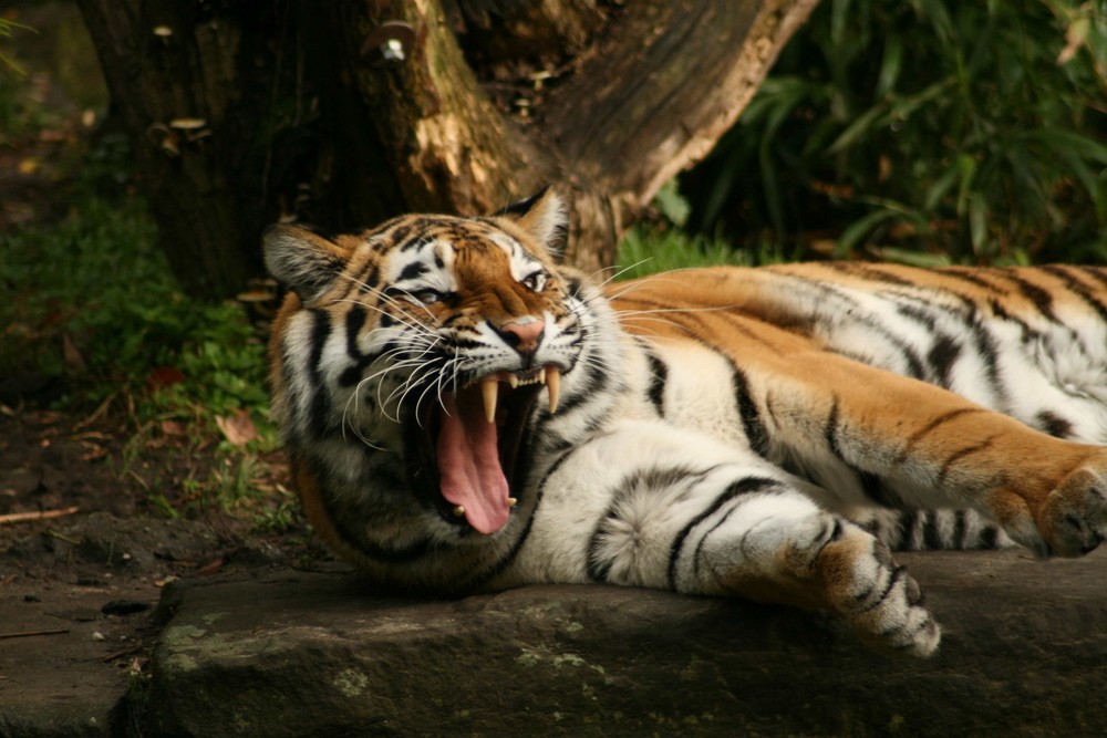 saurer Tiger Foto & Bild | tiere, zoo, wildpark & falknerei, säugetiere ...